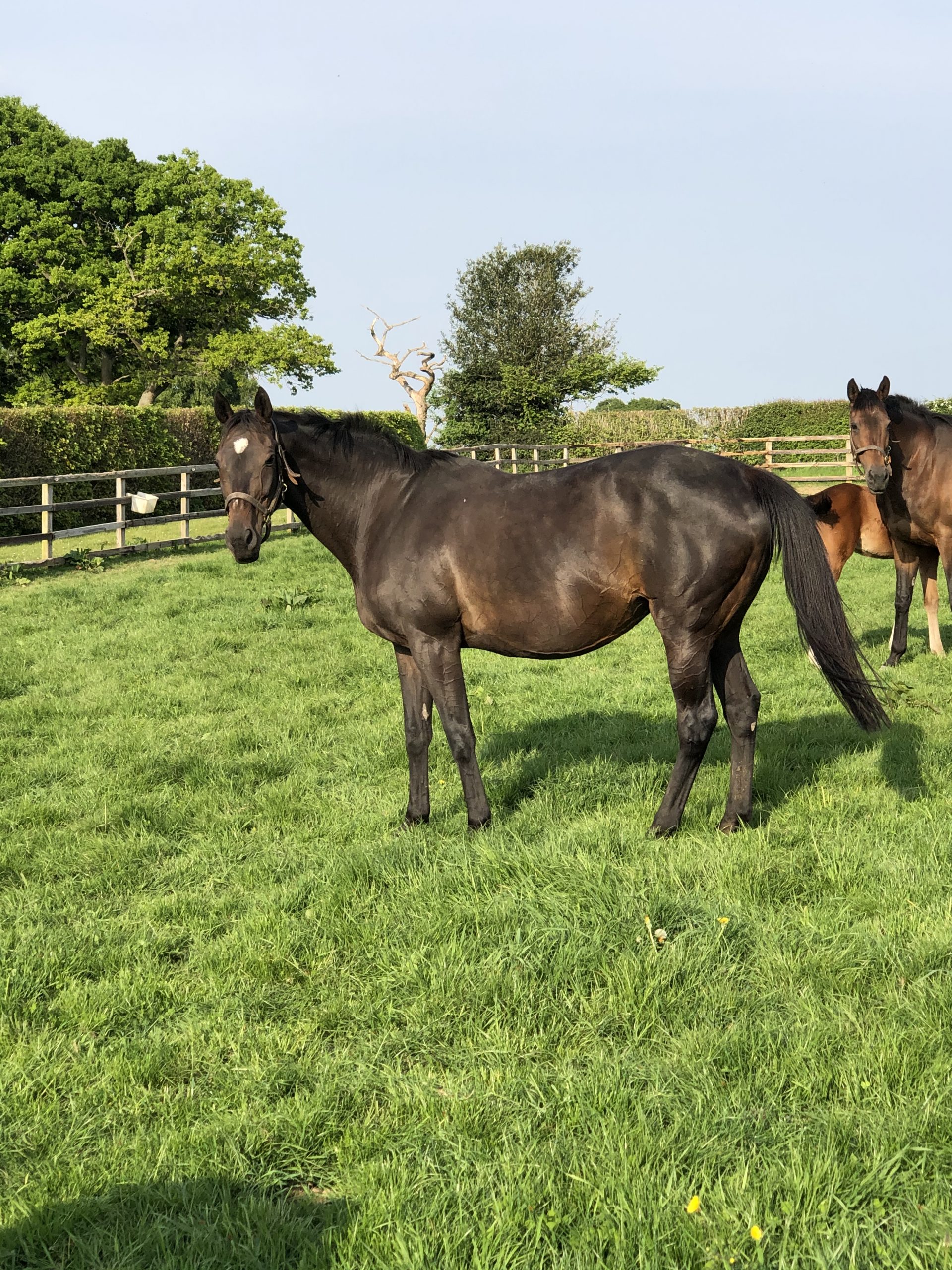 Broodmares – Crimbourne Bloodstock